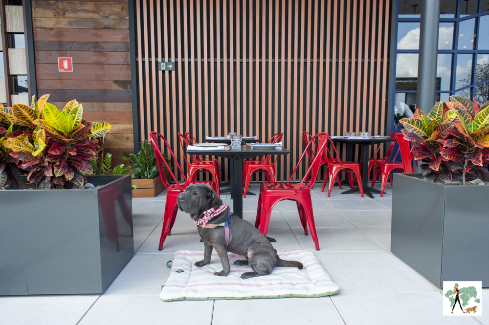 Timo Cucina | Guia Pet Friendly