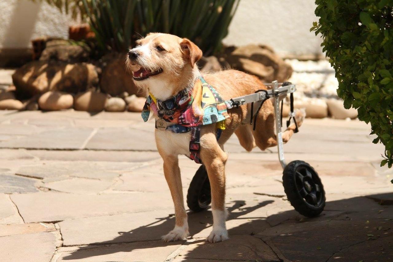 O Toquinho, o dog influencer mais famoso de Porto Alegre | Guia Pet ...