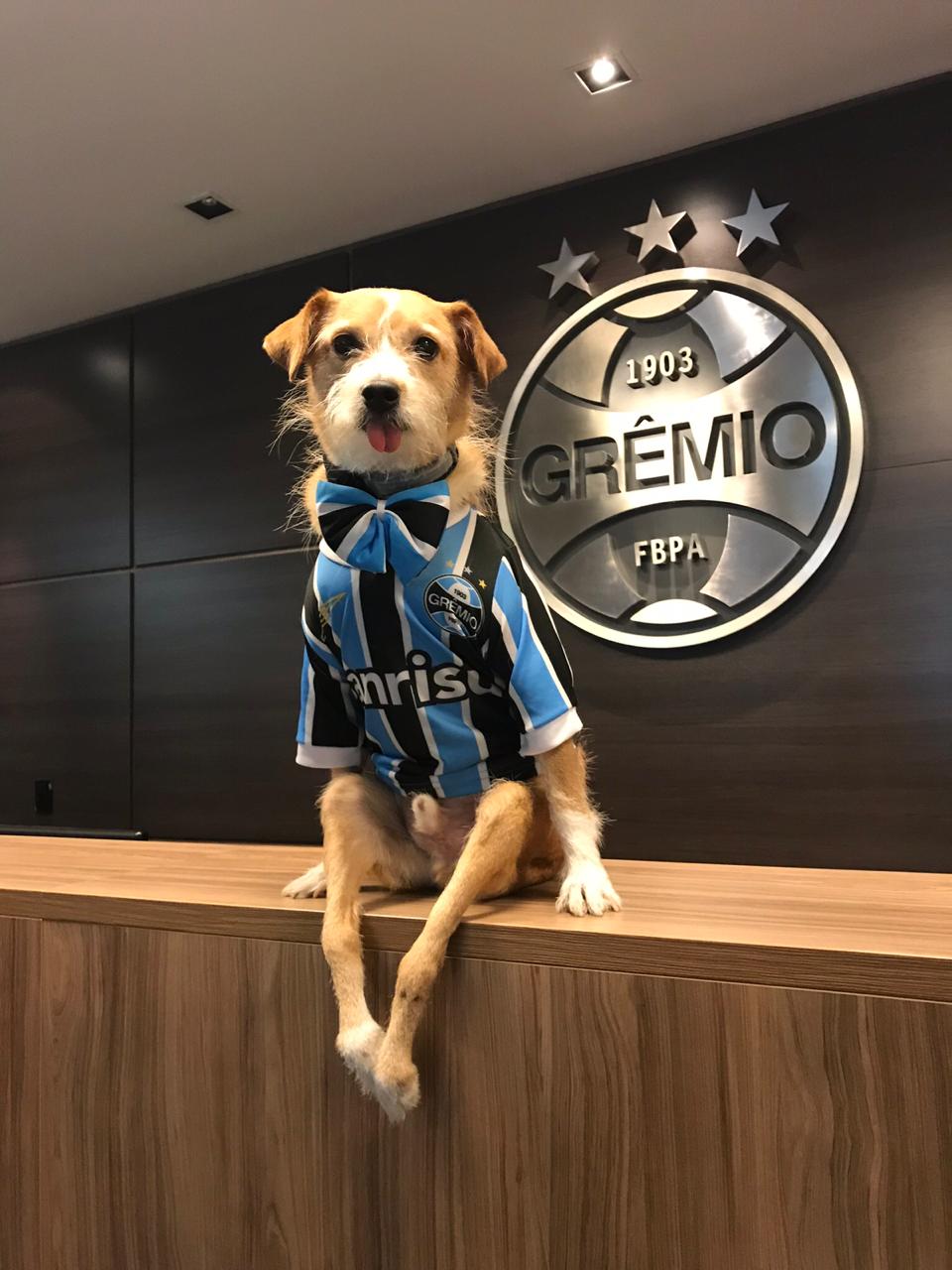 O Toquinho, o dog influencer mais famoso de Porto Alegre | Guia Pet ...